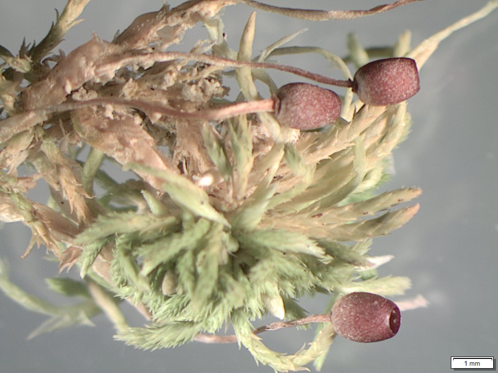 Collection: Nonvascular Plants : Specimen #9 Moss