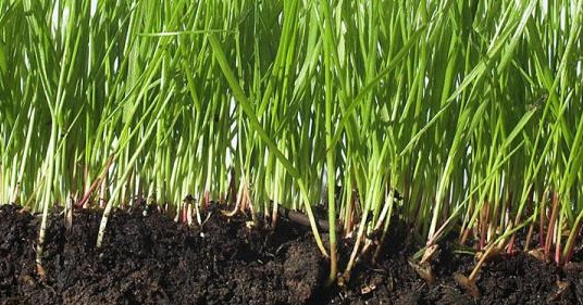 Healthy Turf - Series 3 Article 3 - Combating Insect Pests