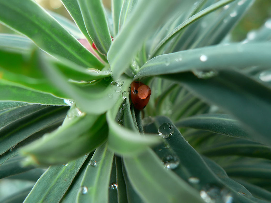 ...COQUELICOTS, COQUILLAGES...et BELLES PAGES !: Les coccinelles posent ...