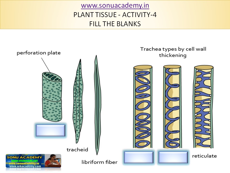 SONU ACADEMY: PLANT TISSUE -ACTIVITY