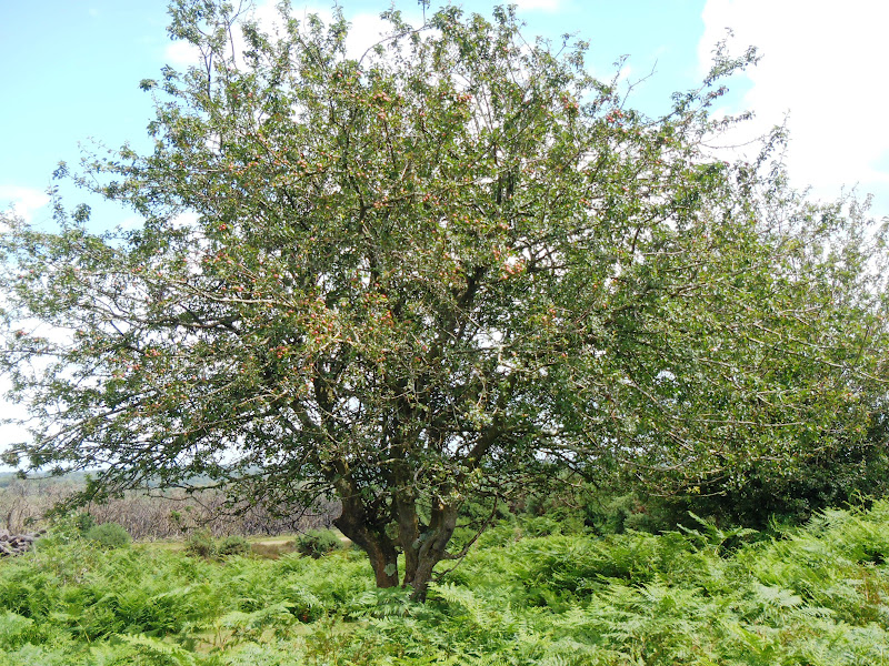 The Urbane Forager: Bolton's Bench Apple Trees