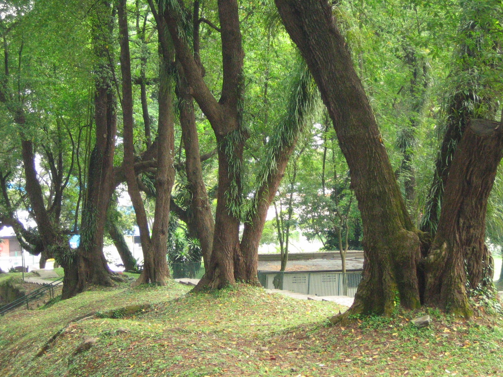 Singapore Sakura Tree: A Nice Long Stretch of Tembusu Tree at Pearl's ...