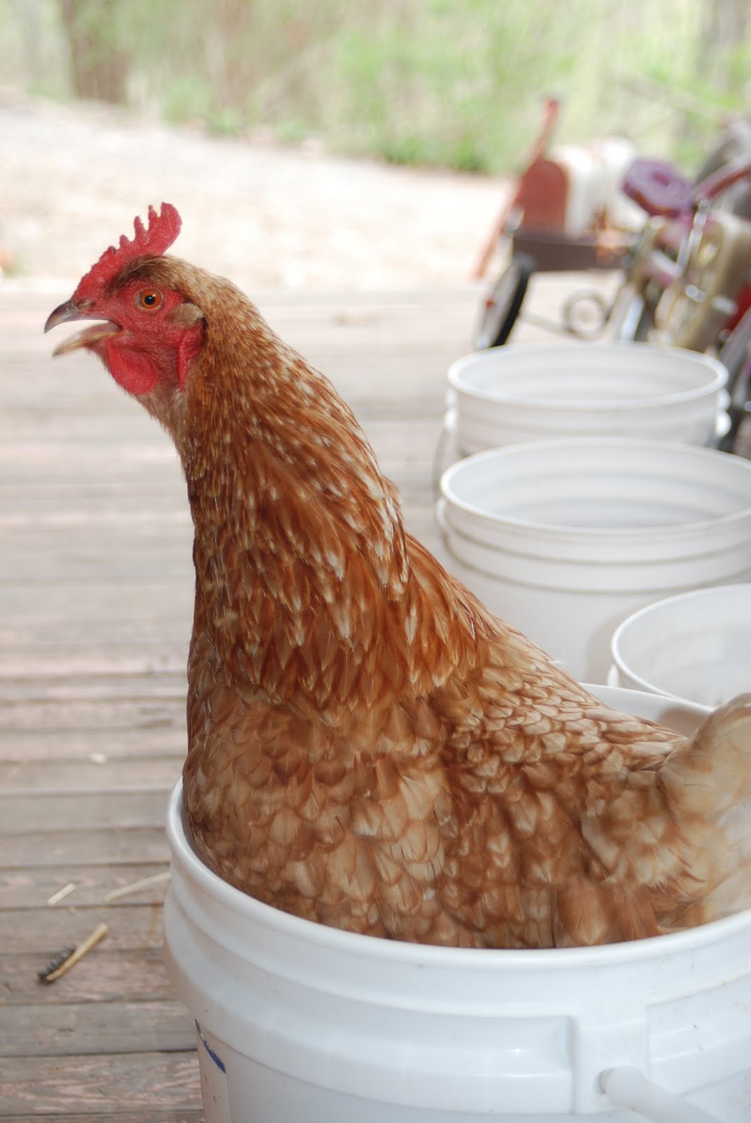 along the trail: Update on the Bucket 'O Chicken
