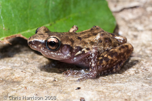 Frog Blog: The Central Texas Chirping FrogsEleutherodactylus ...