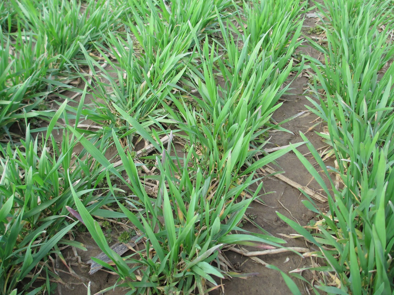 Grain Crops Update: Fall 2015 Wheat Planting Decision