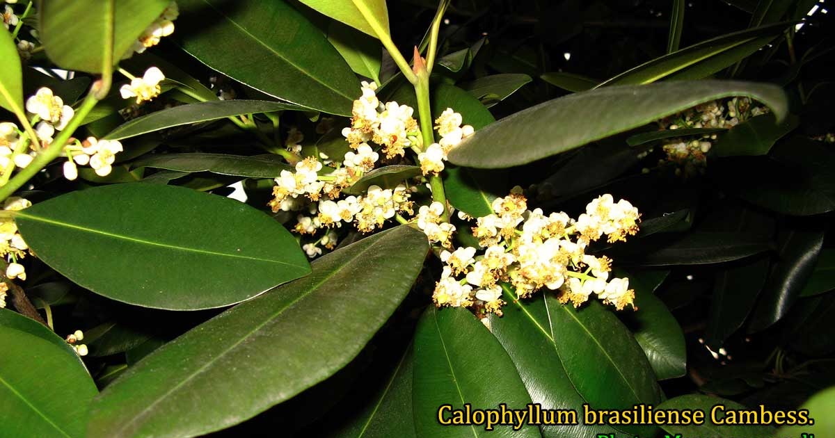 Medicinal Plants: Calophyllum brasiliense, Calaba, Santa Maria tree ...
