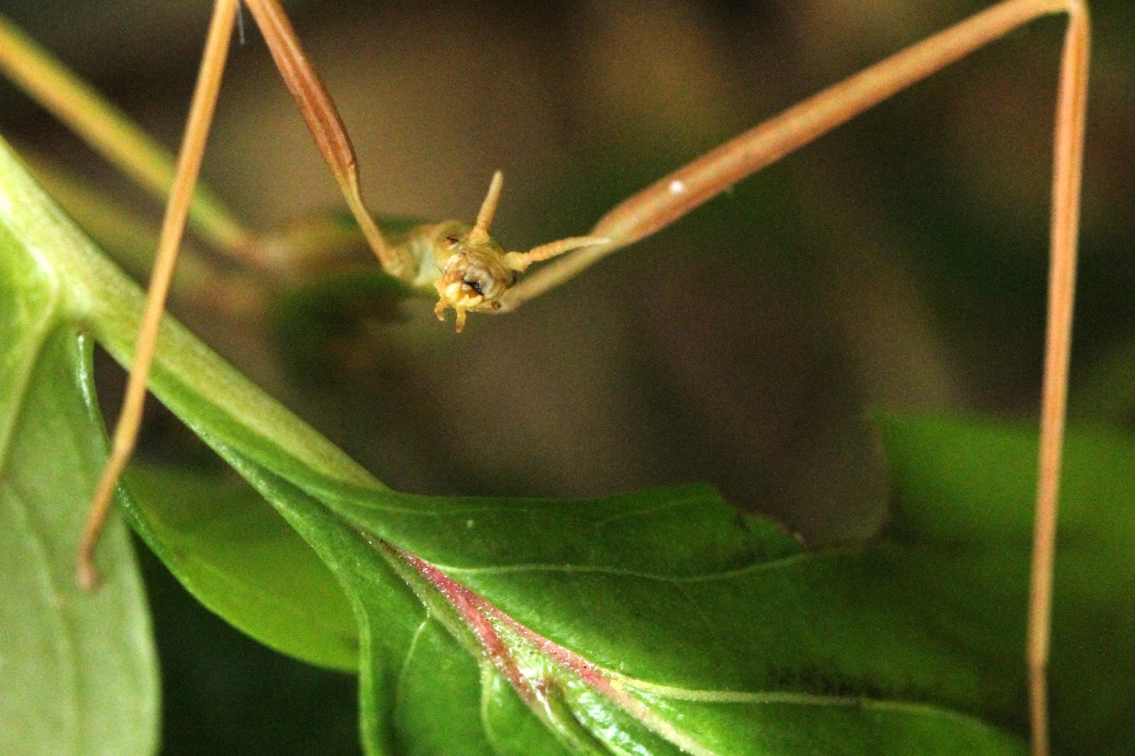 Mon coeur au Sud: le phasme bâton