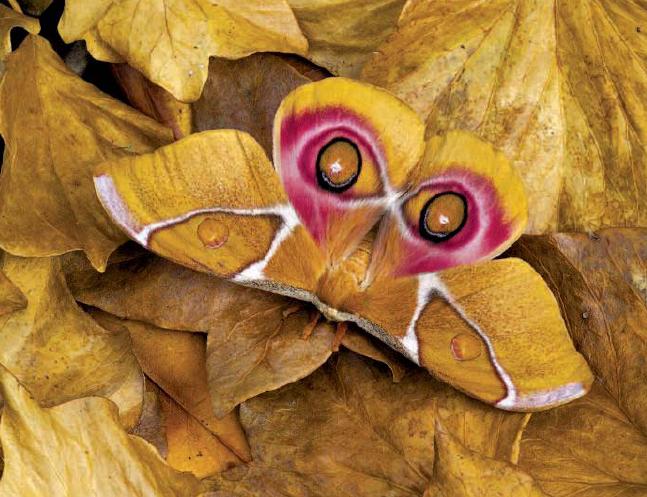Escola de naturalistes: Les papallones