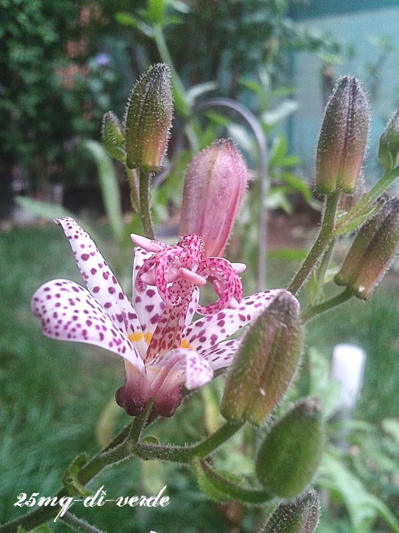 "Orchidea" da giardino... - 25mq-di-verde