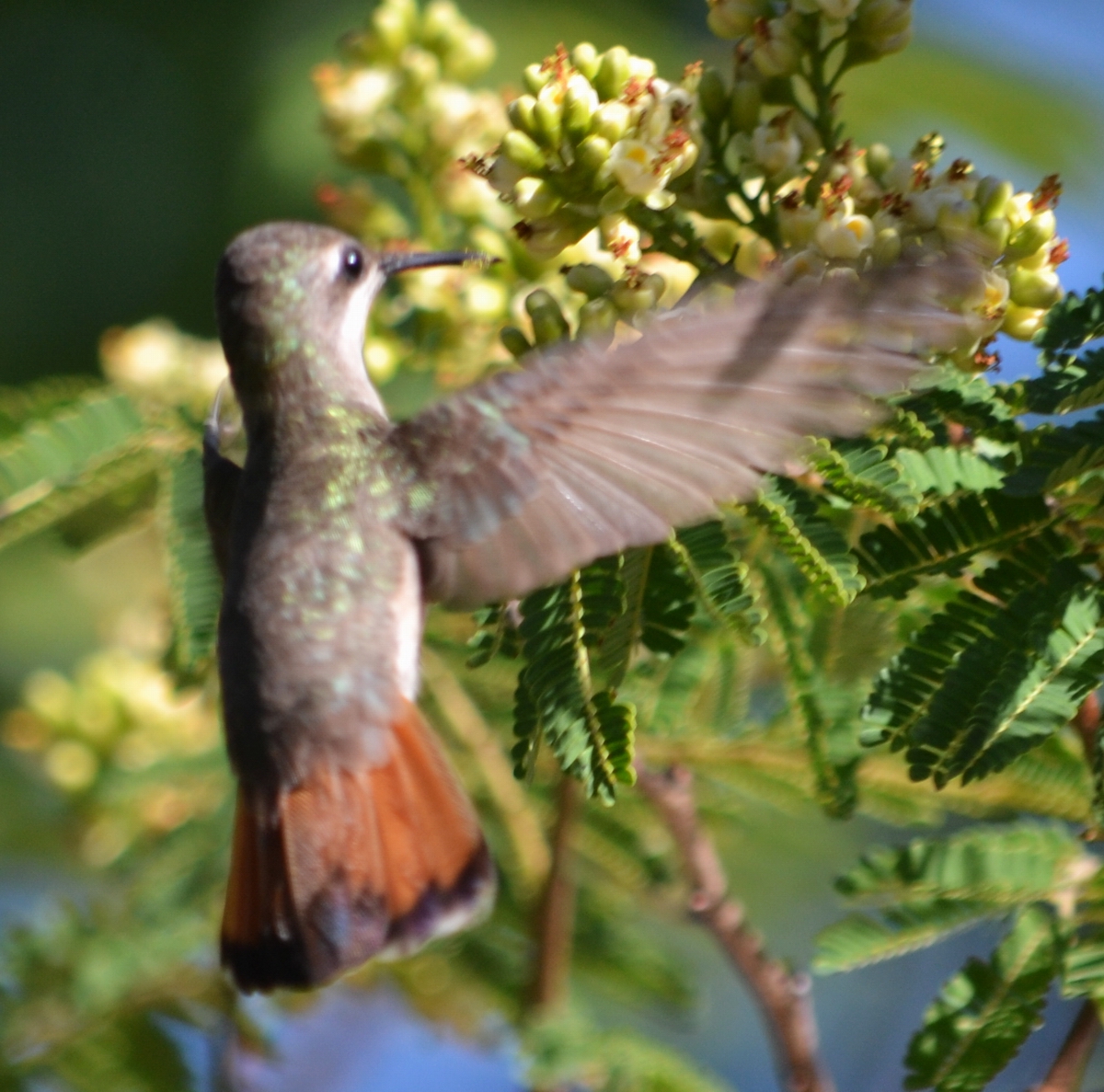 Hiking Curaçao - Flora and Fauna: Dornasol feeding in the Dividivi tree