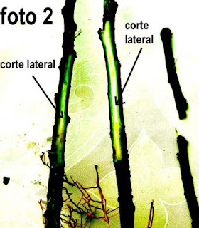 Técnico Agropecuária 2015 - IFTM: Tipos de Enxertia