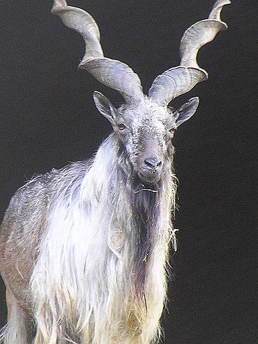 Wild Life and National Parks in Pakistan: Markhor | Big Goat