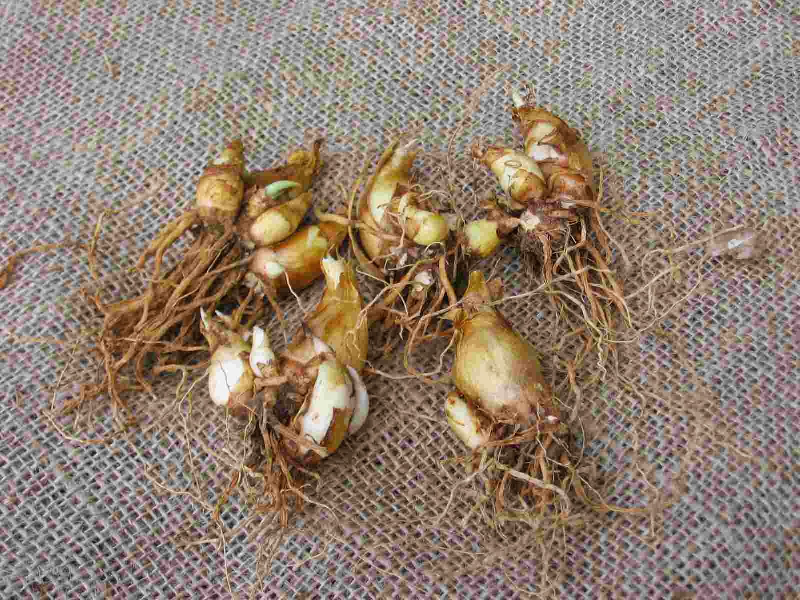 Seminte si plante de gradina hobby: Tuberoze-Polianthes tuberosa