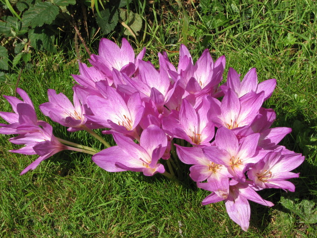 Berbagai Jenis Bunga Indah Namun Mengandung Racun Pembunuh Manusia ...