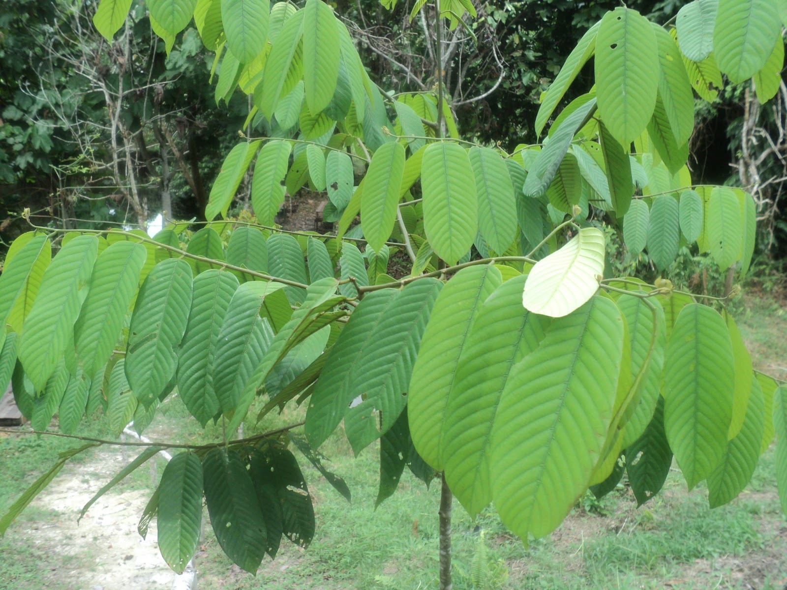 Belantara Borneo: Mengenal Jenis Pohon (1)
