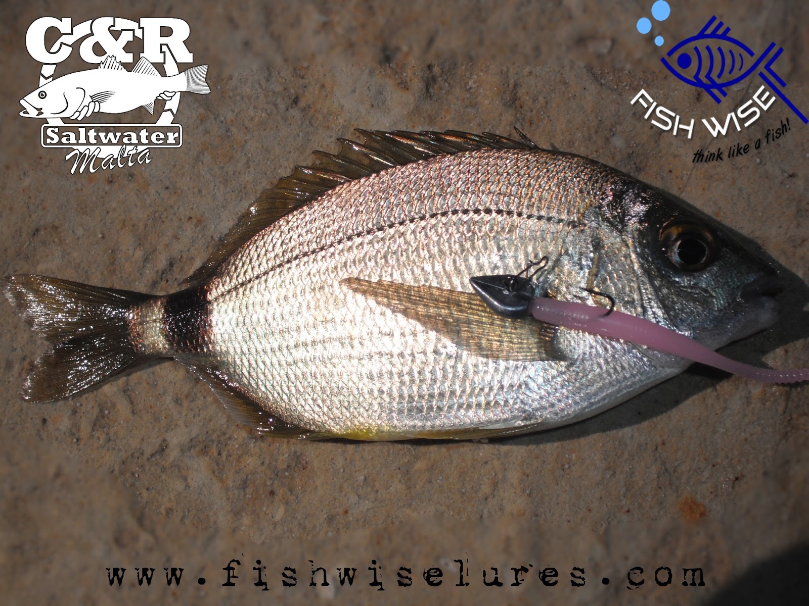 fishwiselures.com: LRF - A matter of refinement and delicacy fishing!!