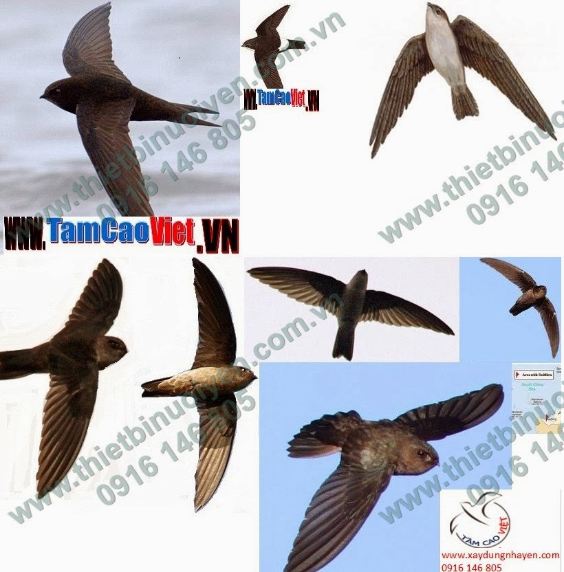 CHIM LE LE VỊT TRỜI