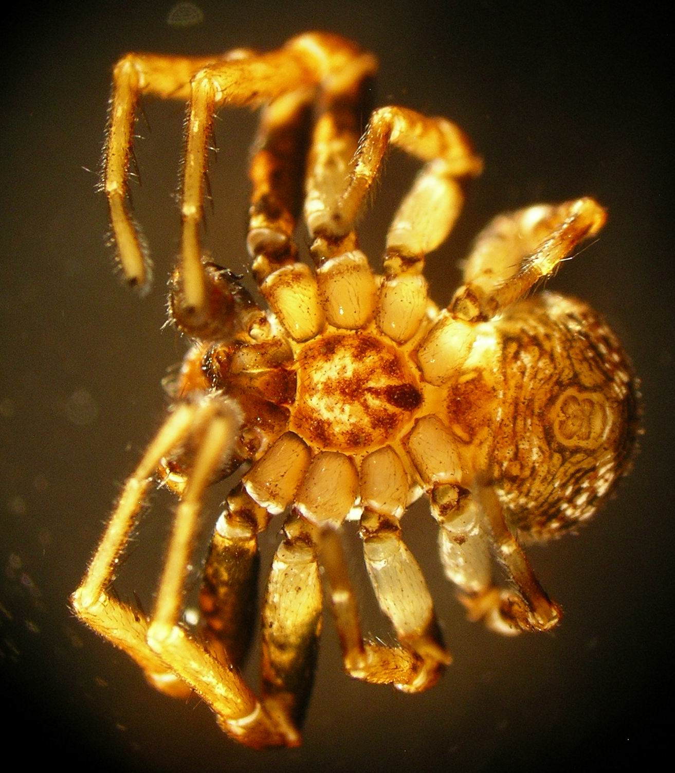 Adventures Of A Pine Cone Spider Collector: 6-June-2016 Vashon Island ...