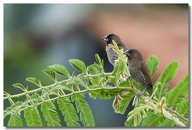 Charles.Hieu: CHIM RI - VIỆT NAM