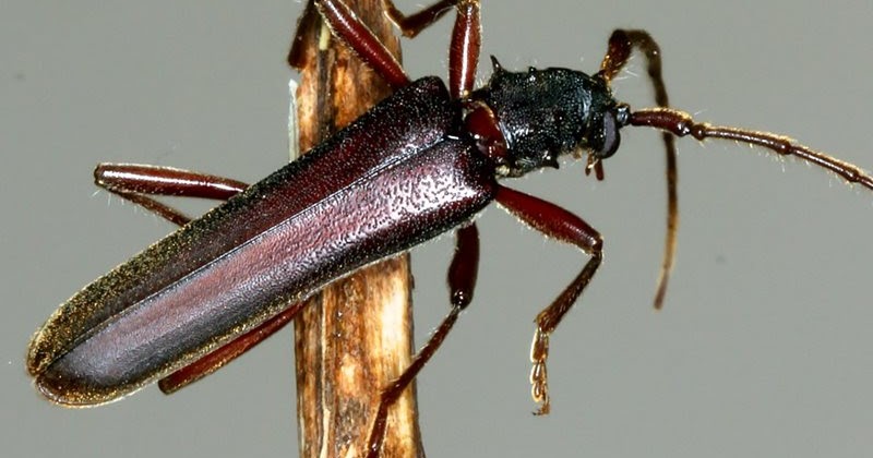 Variety of Life: Cerambycidae