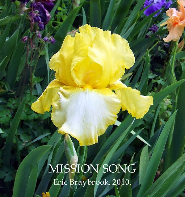 New Zealand Tall Bearded Iris MISSION SONG ~ HERITAGE IRISES