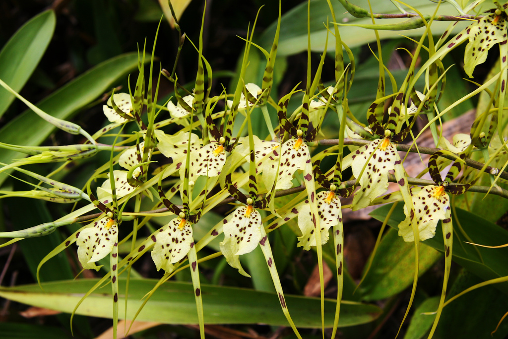Grow and care Brassia maculata orchid - The Spotted Brassia | Travaldo ...