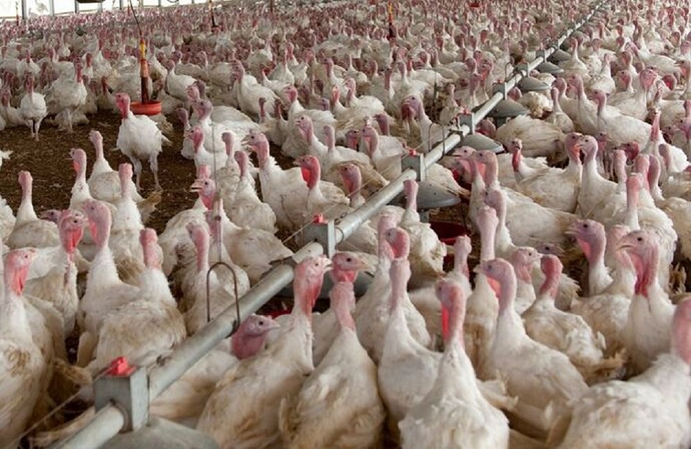 The Big Wobble : Last years avian flu outbreak which led to the death ...
