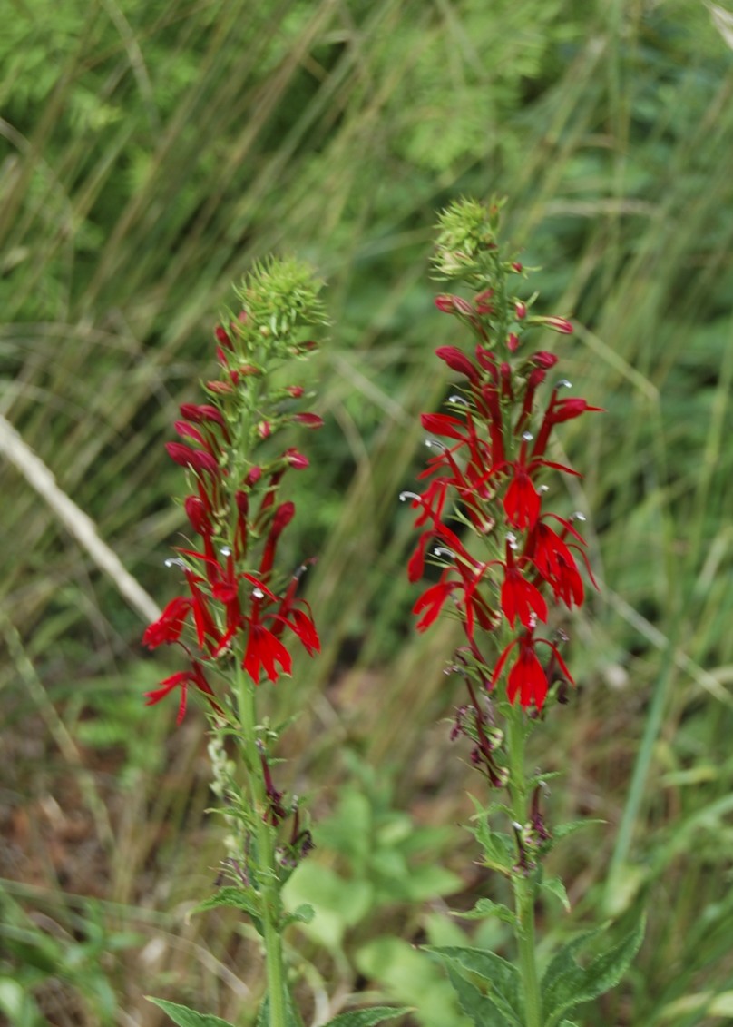 Plant Inventory at 20 Timothy : Lobelia cardinalis / Cardinal Flower