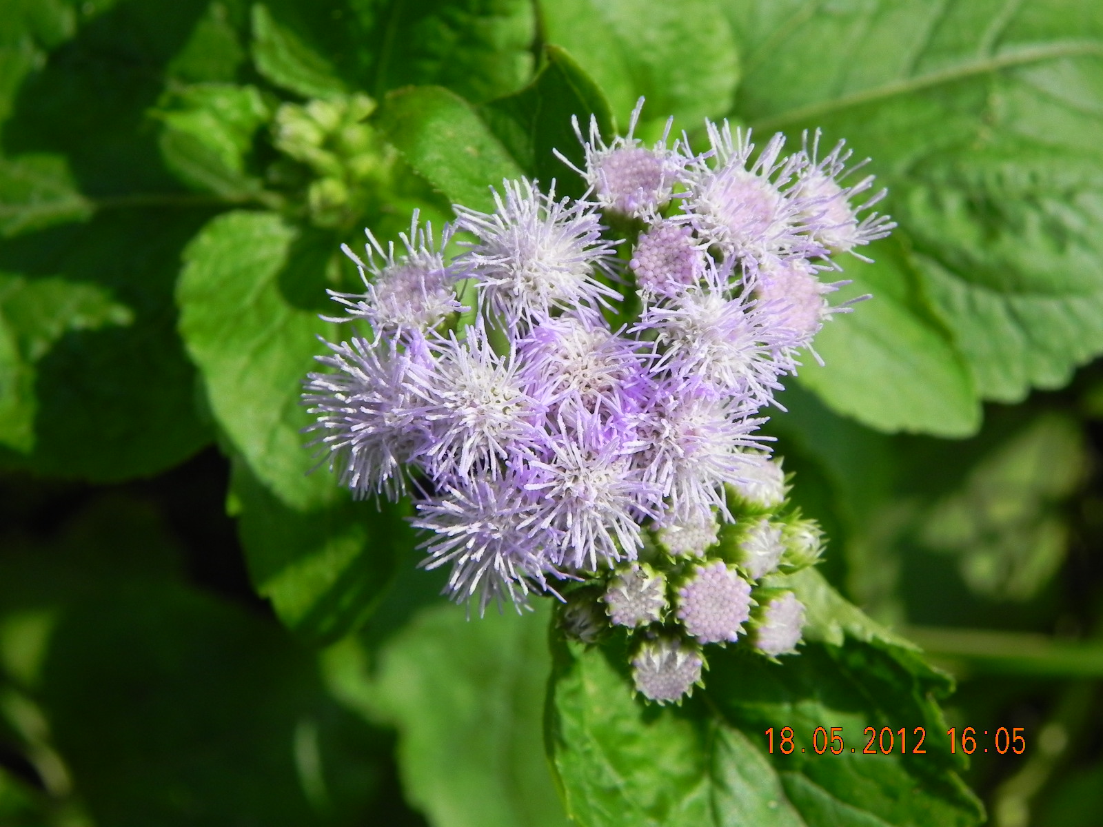 my G@Rdening frenzY: AGERATUM CONYZOIDES