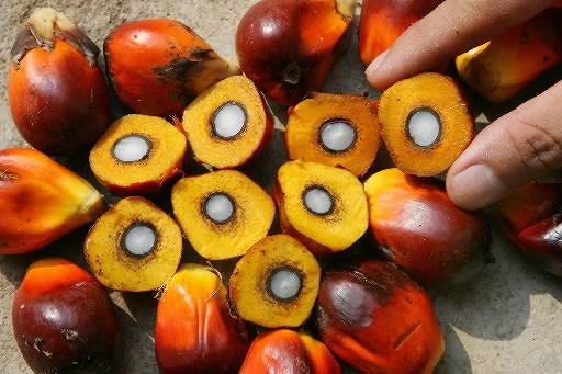 Manfaat Kelapa Sawit ~ Kelapa Sawit Manfaat Kelapa Sawit ~ Kelapa Sawit