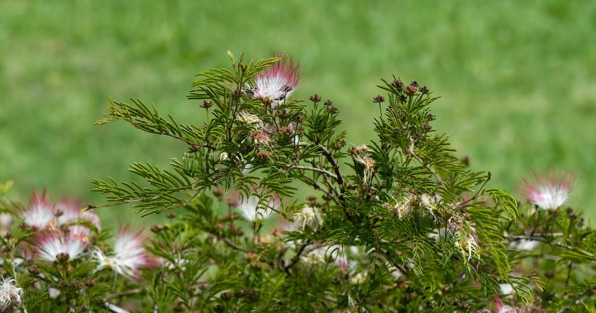 Argentina nativa: Flor de seda (Calliandra parvifolia)