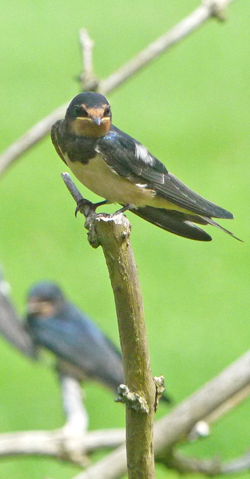 CABINET OF CURIOSITIES: Feedling time for swallow fledglings