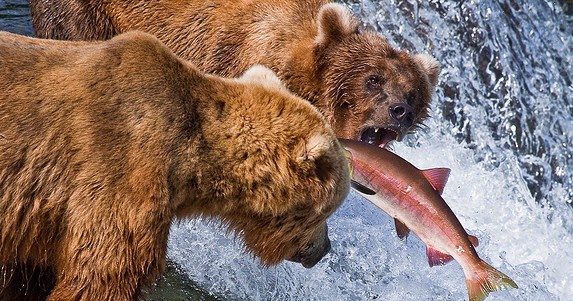 EL CAJON DE LOS CONOCIMIENTOS: OSO GRIZZLY