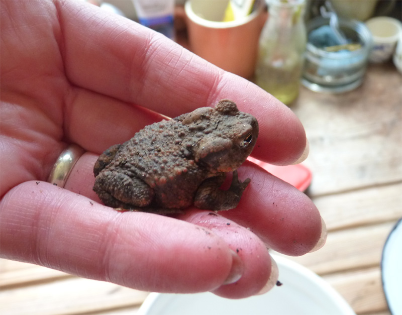 Middle of Nowhere: Weedy pots and little toad