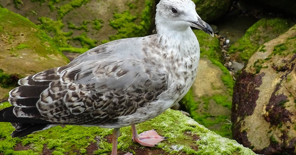 Luz y artes: Una gaviota que no podía tocar el piano a dos manos