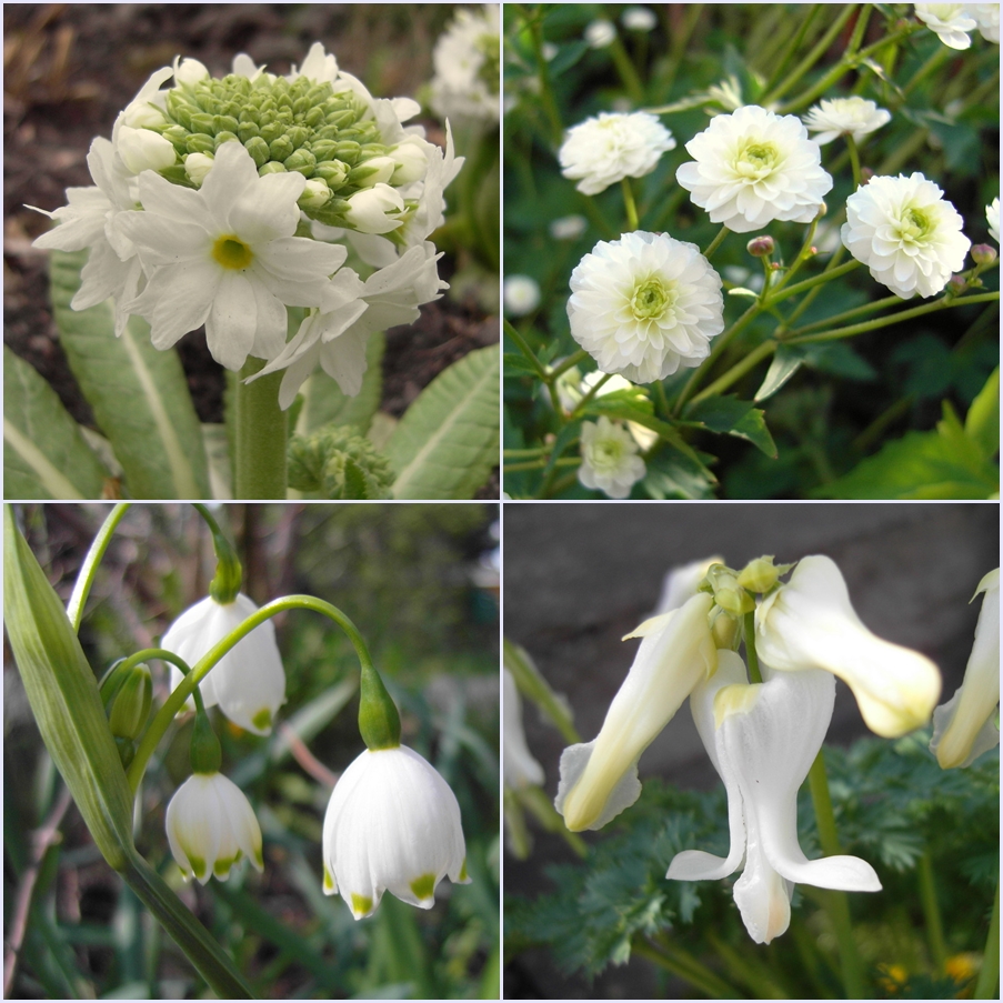 MIN VILLAHAGE: Hvit X-faktor