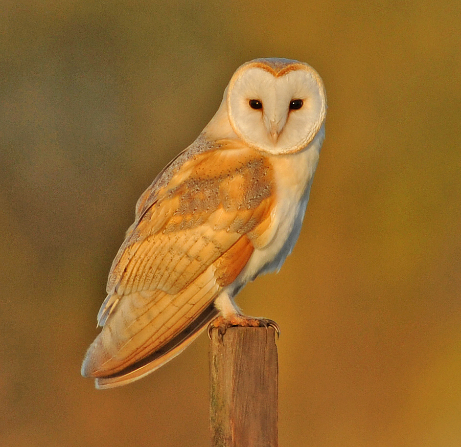 Brian Rafferty...Wildlife Photographer: Early Birds