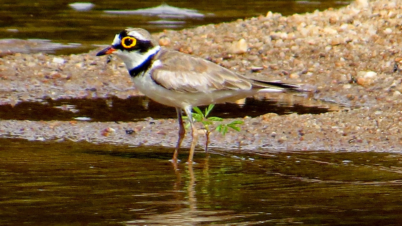 Safari Sri Lanka: Little ringed plover - Migrant Bird Specie in Sri Lanka