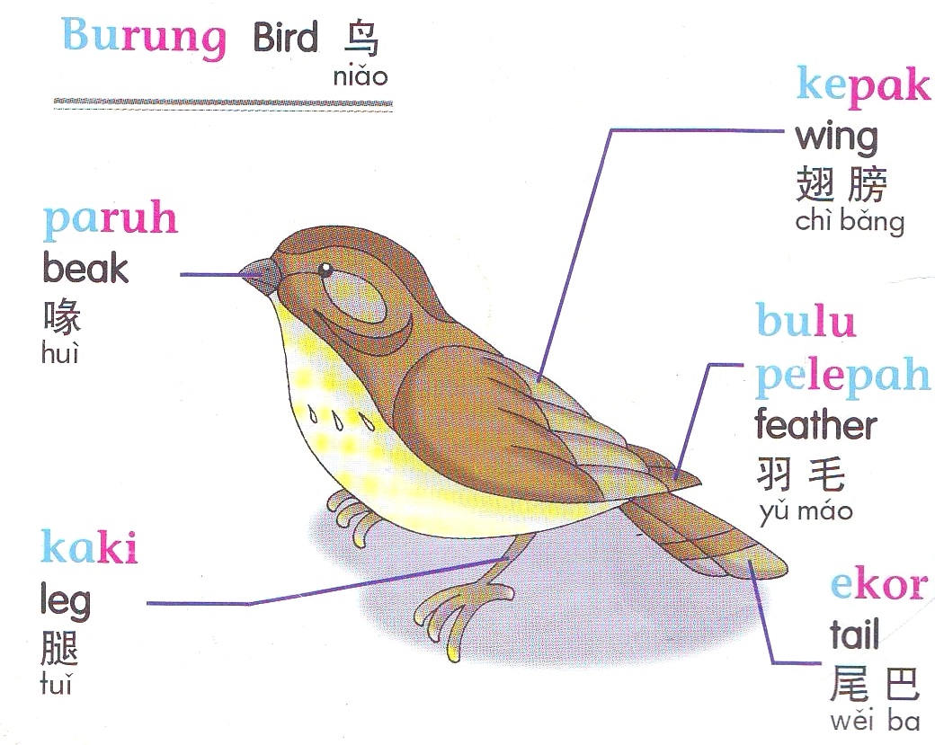 DUNIA SAINS & TEKNOLOGI TAHUN 1: BAHAGIAN BADAN HAIWAN