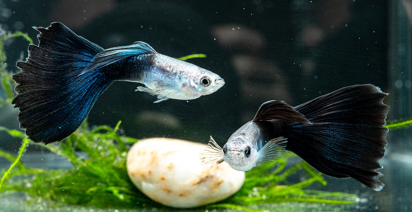 Guppy Show in Vienna Trios and Pairs 2019 - Ralfs-Guppy-Blog