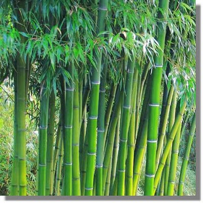BAYINDIR BOTANİK: Bambu Ağacı ( Bambusa aurea )