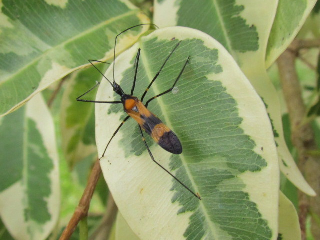 Colombia más que biodiversidad: algunos insectos
