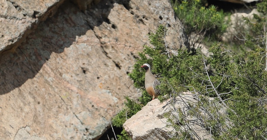 Birds of Saudi Arabia: Phillby’s Partridge - Tanoumah