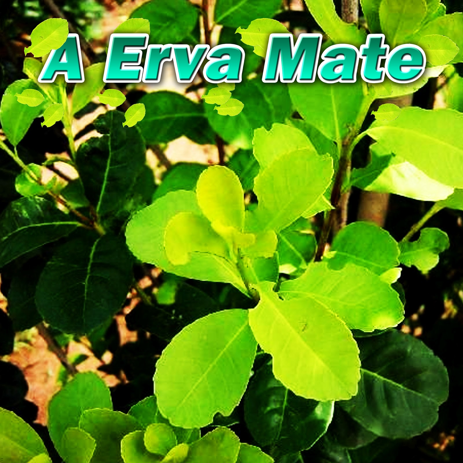 Me Cuidando: Erva Mate