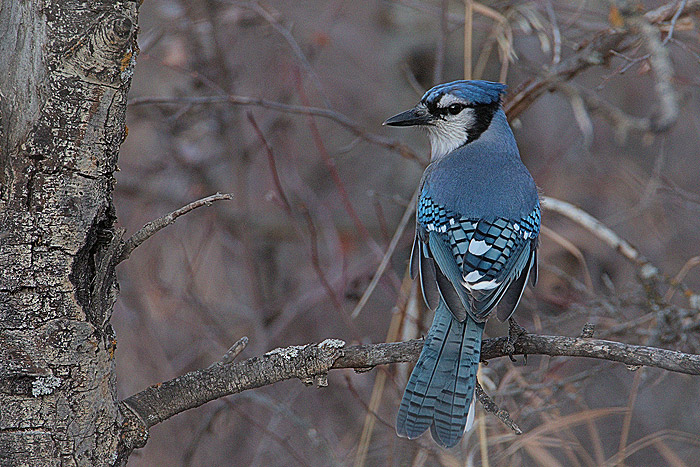 El Herrerillo: Arrendajo azul, Blue Jay (Cyanocitta cristata)