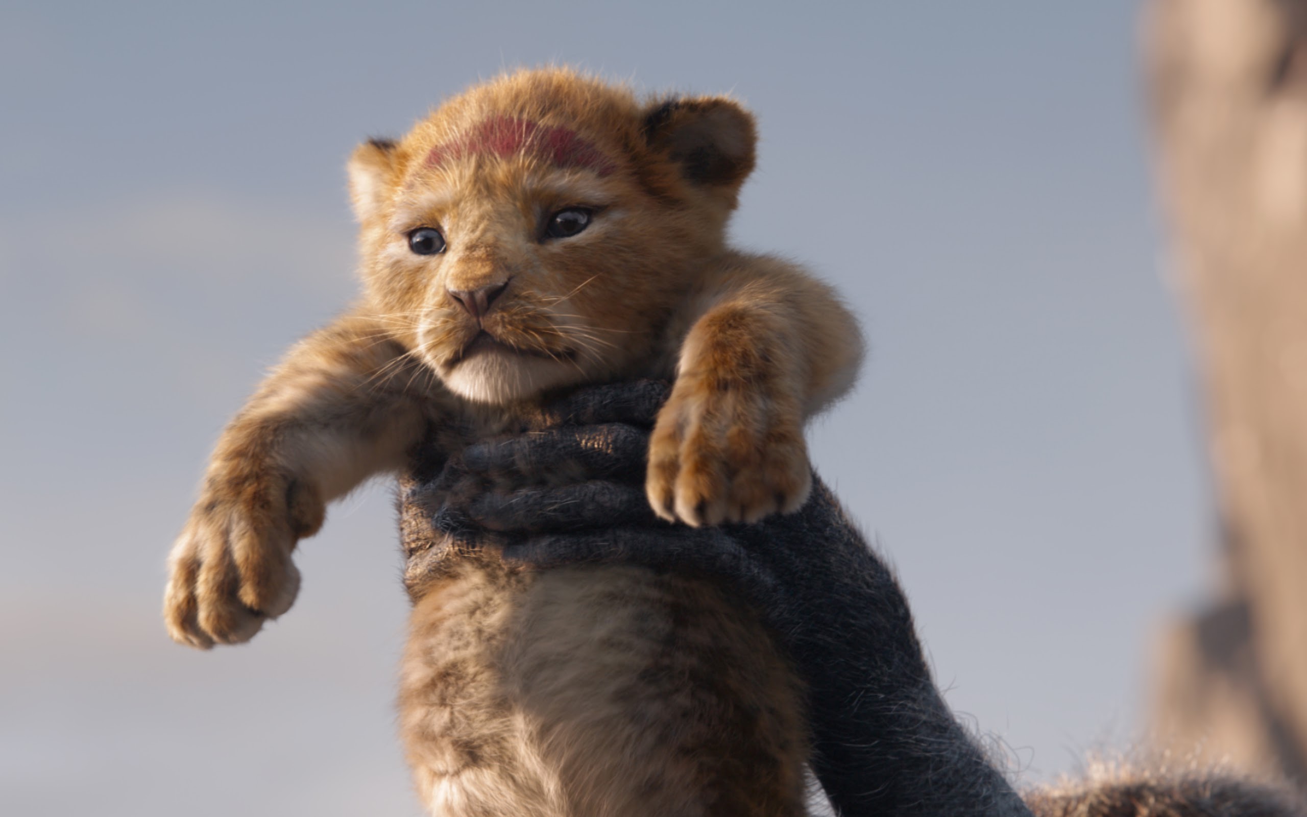 The Lion King, 2019, Simba, 4K, #5 Wallpaper PC Desktop
