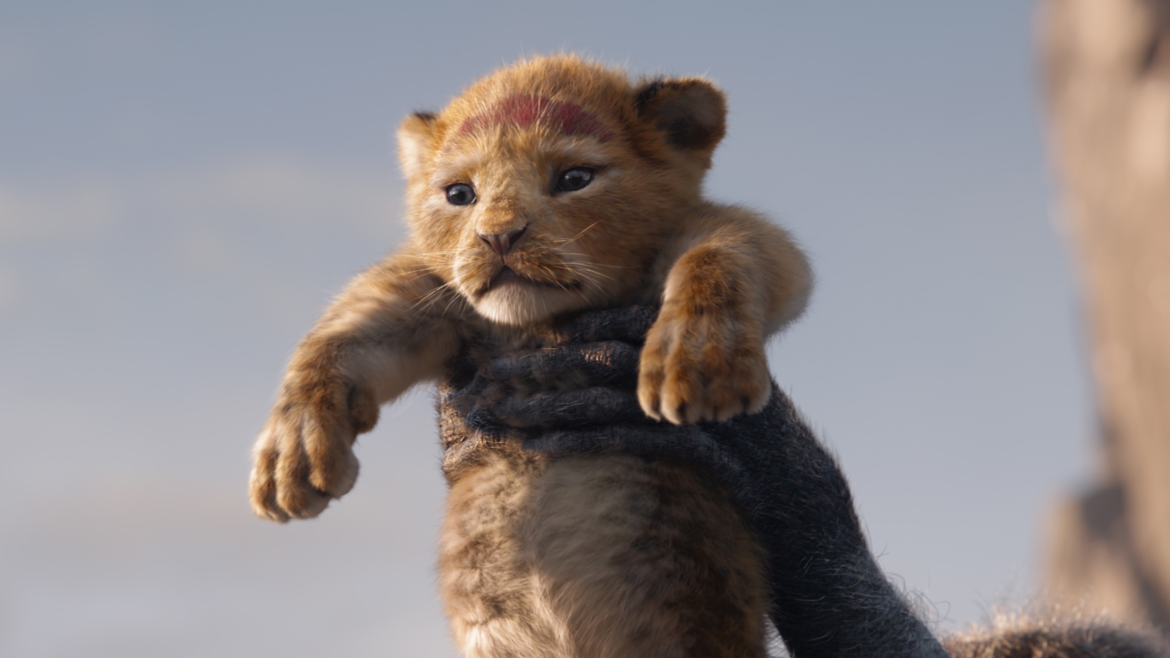 The Lion King, 2019, Simba, 4K, #5 Wallpaper PC Desktop