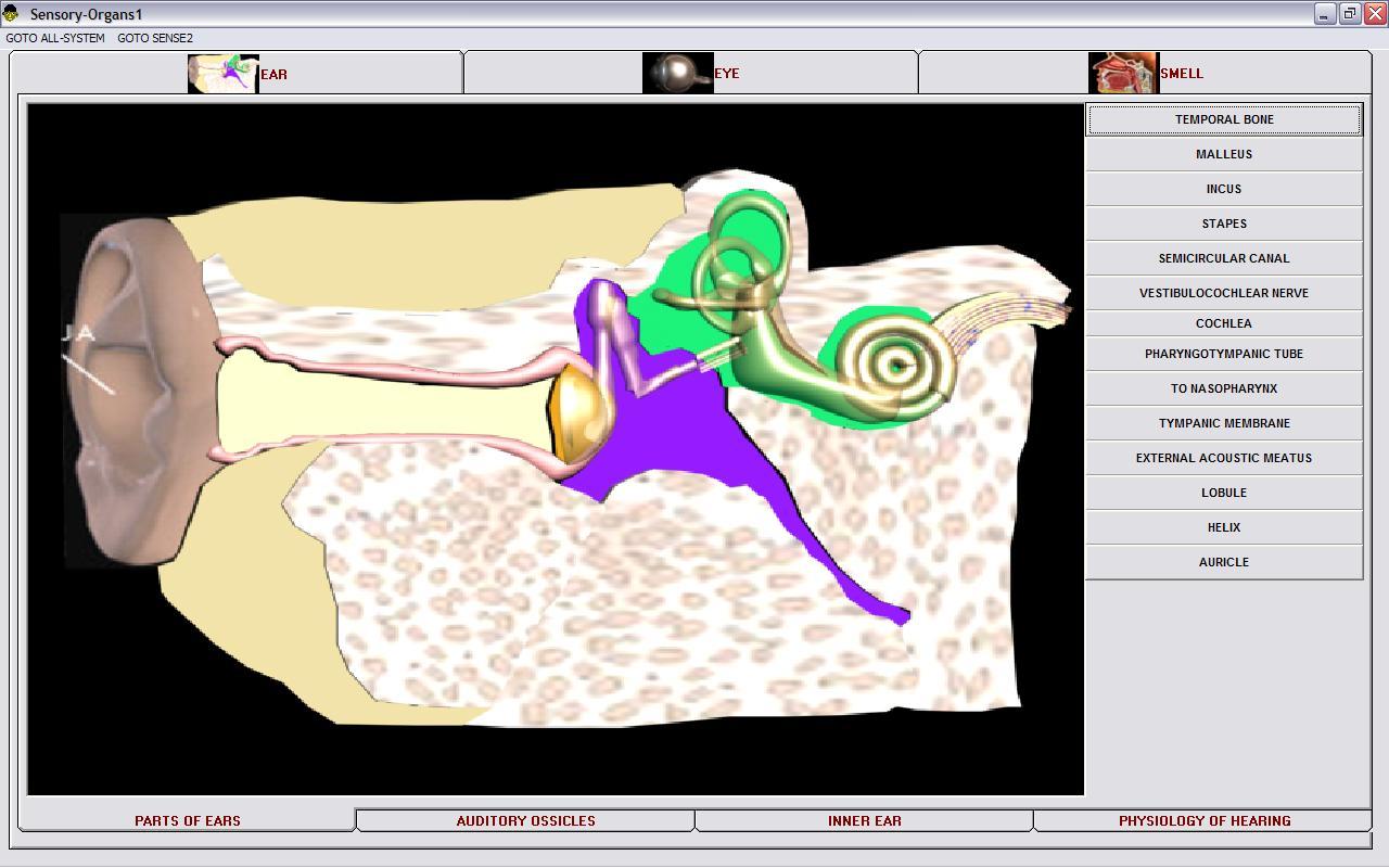 Manash (Subhaditya Edusoft): Human Ear : Auditory Organ of Hearing of ...