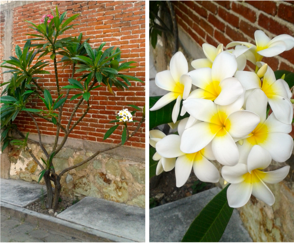 Flavors of Oaxaca: Oaxacan flowers