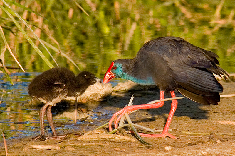 Salvemos Las Tablas: Calamón común.